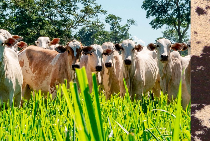 Nossa Terra: assista agora!